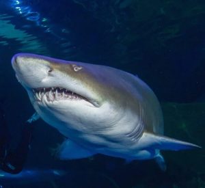 Shark Dive Experience – Age Concern Liverpool & Sefton